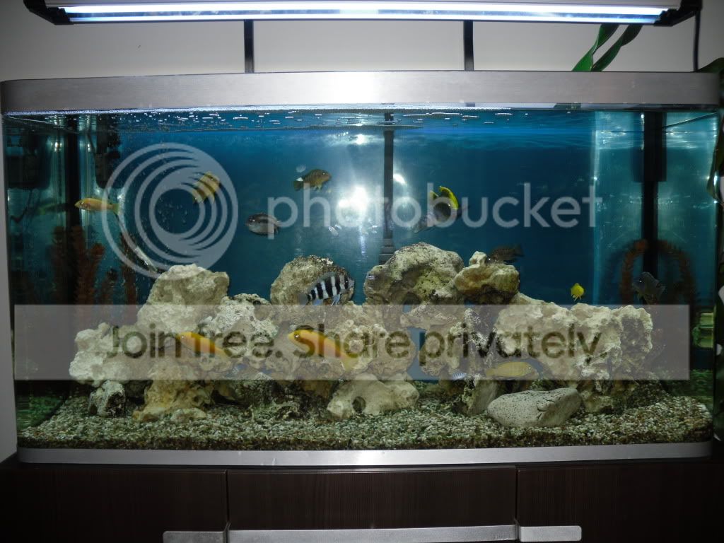 Fluval Osaka 320L community tank! | Reptile Forums