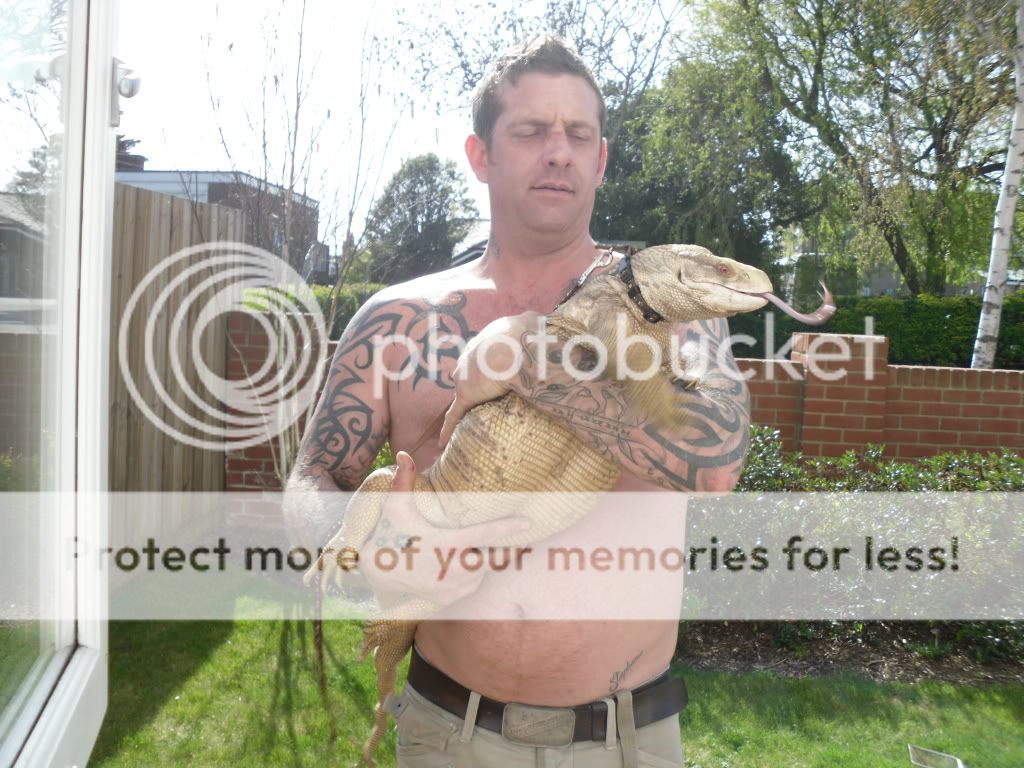 Bosc Monitor | Reptile Forums