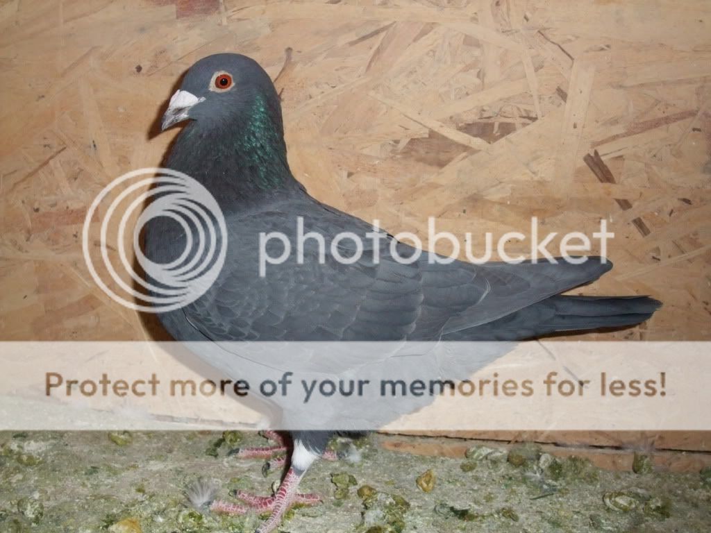 Some new pictures | Pigeon-Talk