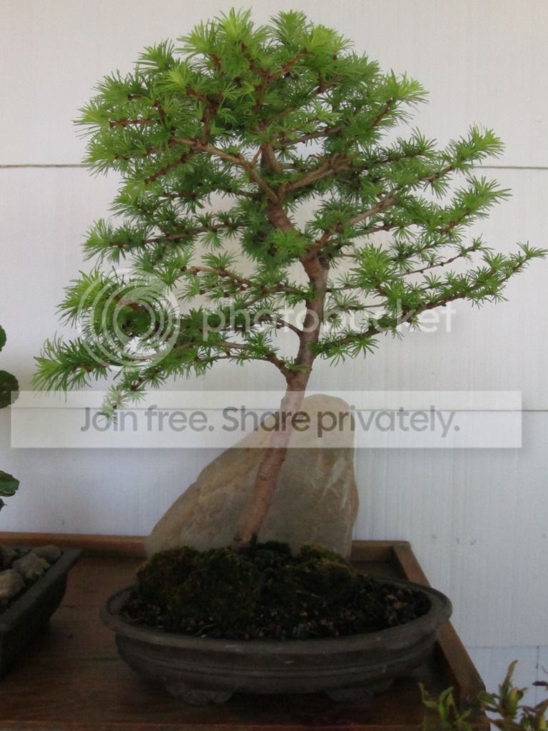 larix laricina - Bonsai forum - Bonsai Empire